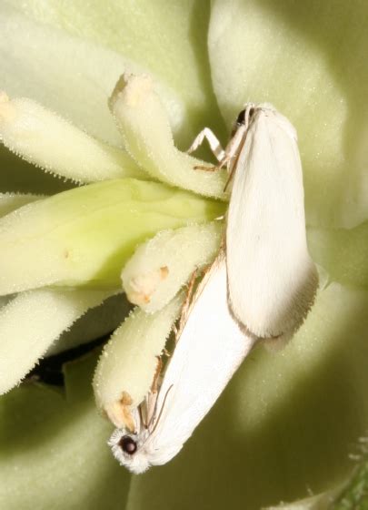 Yucca Moths