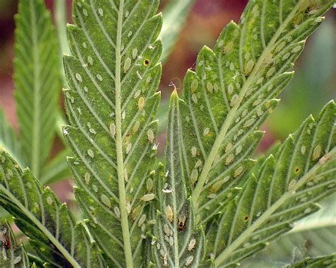 Aphids Cannabis