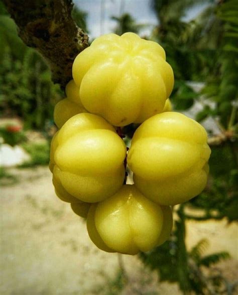 Sour Fruit Names