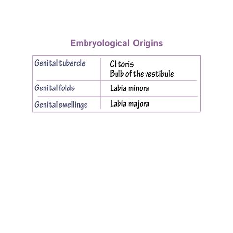 Embryology Glossary Development Of The Vulva Ditki Medical And Biological Sciences