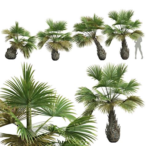 Palmera Abanico Borassus Flabellifer Modelo 3d Descargar Árboles On