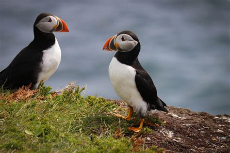 Puffins In Newfoundland How To Get The Best Views