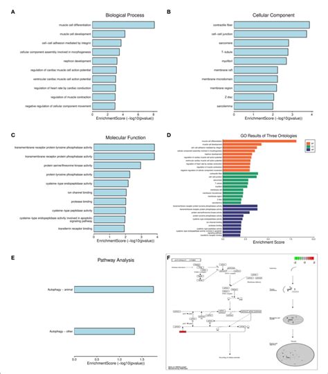 Figure Go And Kegg Enrichment Analysis A Histogram Of Bp Functional Download Scientific