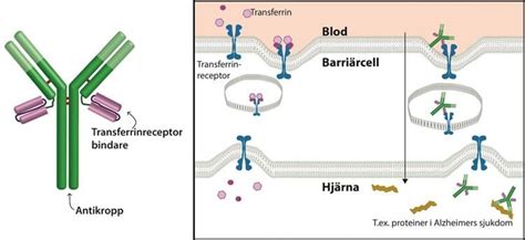 Antibody Therapy Creates New Opportunities For Treating Brain Diseases