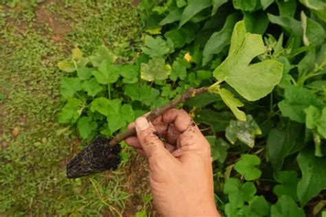 Ficus Plant Propagation Bringing New Life To Your Plant