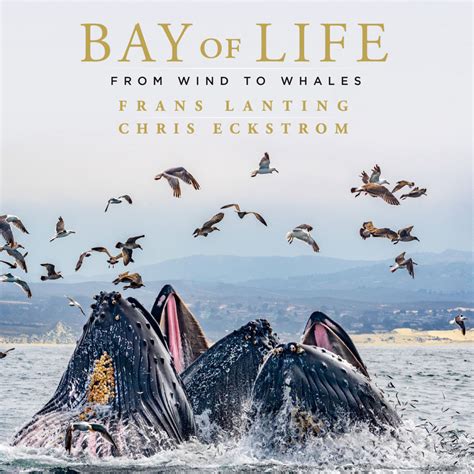 Bay Of Life From Wind To Whales A New Photography Book By Frans