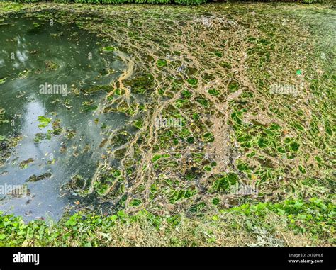 Background Texture Pattern Of Algea Forming Thick Layer On Water