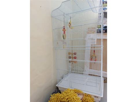 Bird Cage In Freshwater Expired Wightbay