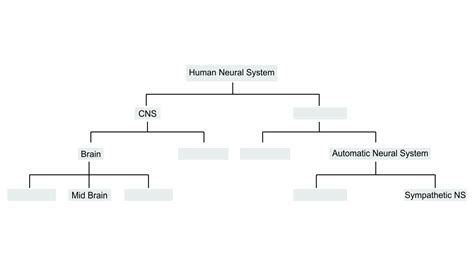 NCERT Exemplar For Class Biology Chapter Neural Control And Coordination Book Solutions