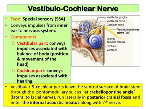 Ppt The Vestibulo Cochlear Nerve Cranial Nerve 8 Vestibular And Auditory Pathways Powerpoint