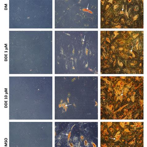 Staining Of Mitochondria Red And Nuclei Blue In Each Environment