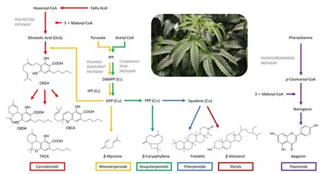 9 Biosynthesis Pathways Of Cannabinoid Terpenoids Sterols And Download Scientific Diagram