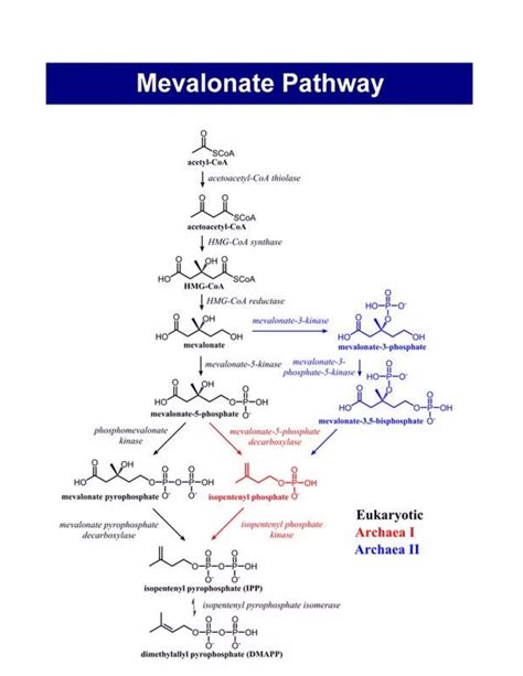 Acetate Pathway Shikimic Acid Pathway Amino Acids Pathway Converted