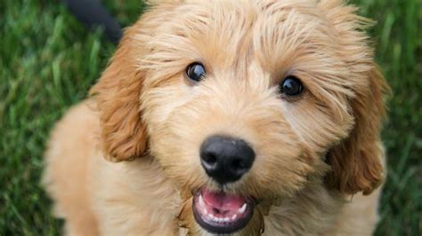 Common Health Issues For Goldendoodles Forbes Advisor