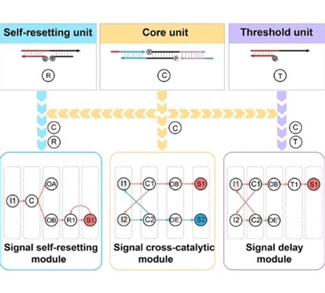 Engineering Modular Dna Reaction Networks For Signal Processing Cui 2024 Chemistry A