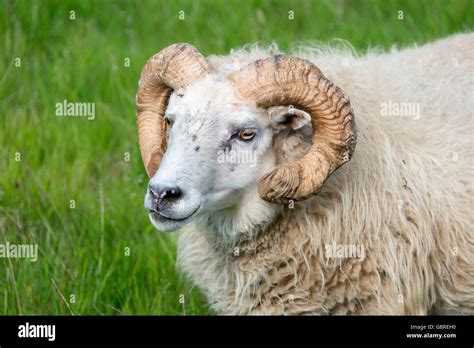 Lambs Head Iceland At Louise Forsman Blog