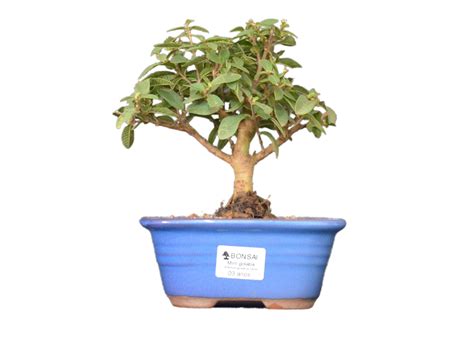 Bonsai Mini Goiaba Bonsai Arte Viva