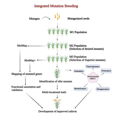 Integrated Mutation Breeding Biorender Science Templates