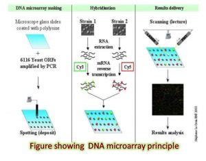 DNA Microarray Introduction Definition Principle Detection Method