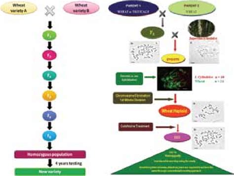 flow chart exhibiting comparison of the conventional left flank and