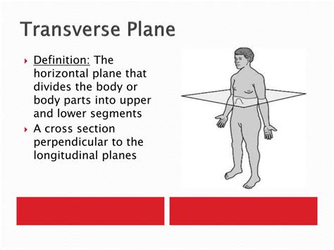 Ppt Anatomical Planes And Directions Powerpoint Presentation Free