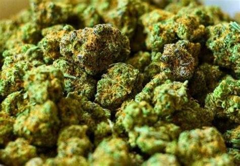 Understanding Light Cycles For Growing Weed A Beginners Guide The