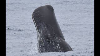 White Sperm Whale Breaching