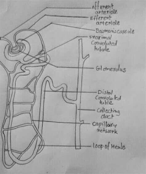 I WANTED THE DIAGRAM OF NEPHRON EduRev Class Question
