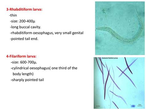 Ppt Hook Worms Powerpoint Presentation Id794095