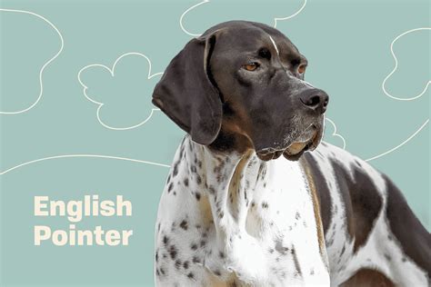 English Pointer