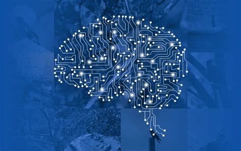 A Deep Learning Based Transfer Learning Approach For The Bird Species