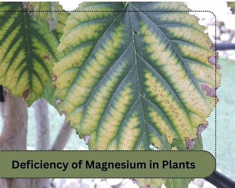 Importance Of Magnesium Deficiency In Plants At Ronald Pepper Blog