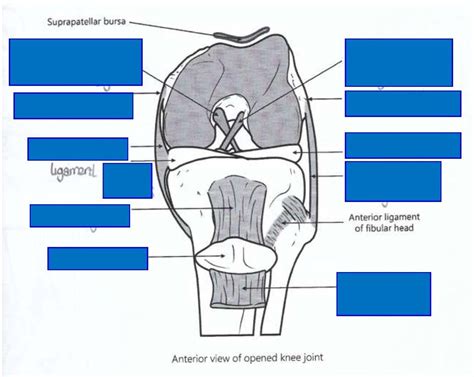 Intracapsular Features Of The Knee Joint Diagram Quizlet