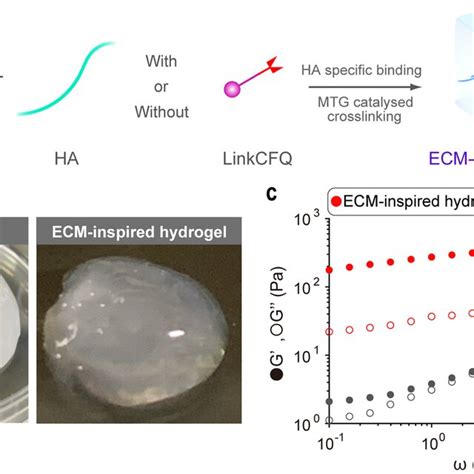 Fabrication Of Ecm Inspired Hydrogel With Linkcfq A Schematic Download Scientific Diagram