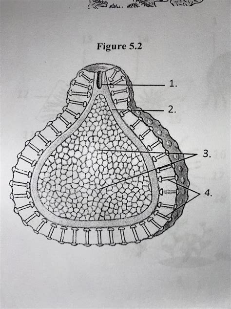 Archaeocytes