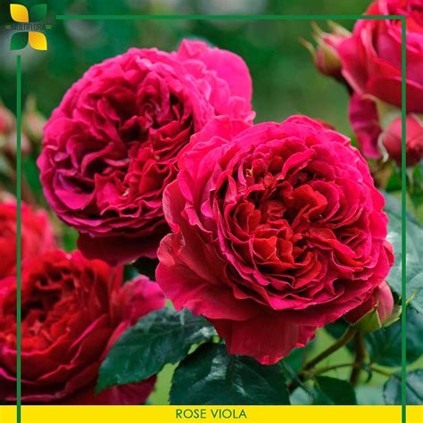 Rose Viola Роза фиолетовая Multiflora
