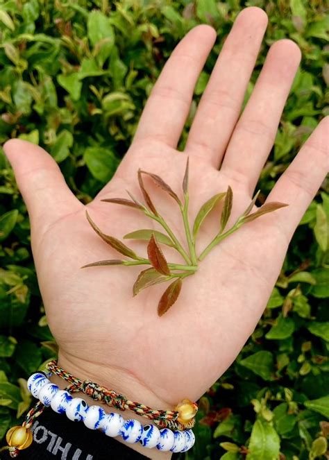 201 Kd Yu Philippines Kyoto Obubu Tea Farms