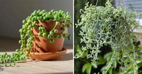 Meet 13 Eye Catching String Plants For Growing Indoors