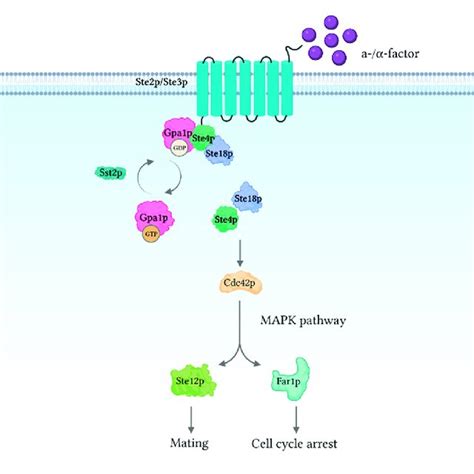 Schematic Representation Of The Pheromone Signaling Pathway In S Download Scientific Diagram