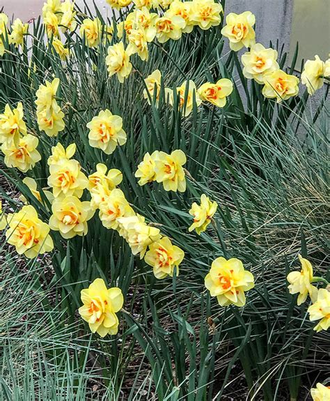 Mix It Up Bulbs And Perennials Fine Gardening
