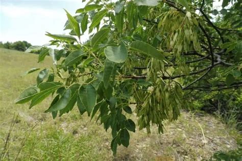 Different Types Of Ash Trees Their Identifying Features