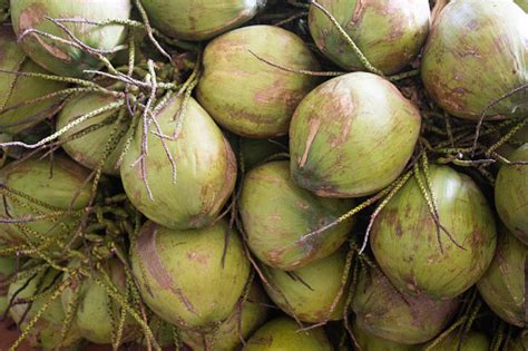 클로즈업 나무에서 신선한 코코넛을 먹을 준비가되었습니다 0명에 대한 스톡 사진 및 기타 이미지 0명 개발 건강관리와 의술 Istock