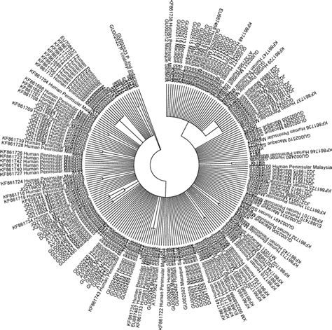 phylogenetic tree of csp gene sequences constructed using the maximum