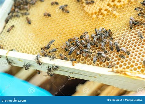 Bees In A Bee Hive With Honey Combs Working Tribal Queen Bee On Frame