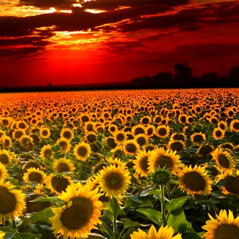 💥boss Mom 3💪👊♥️ Cool Mom Ever2 Is Live Tiktok Live