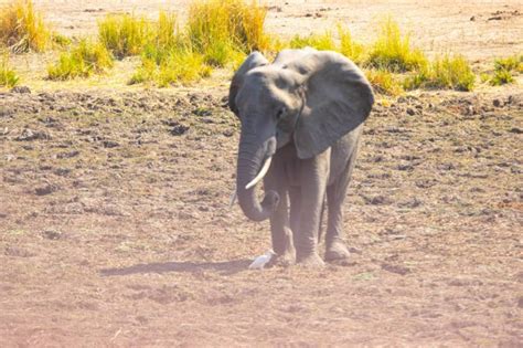 Rinofa Harina Nzeve Rine Nzeve Rinozvinzwira Zimboriginal
