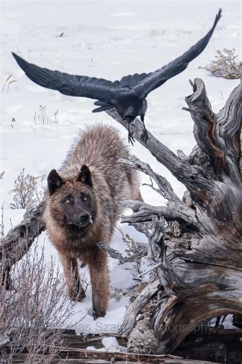 Wolf And Raven Pretty Animals Wolf Poses Silly Animals