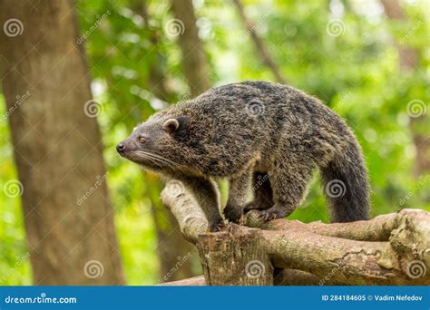 Binturong Or Philipino Bearcat Walking On The Trees Palawan Stock