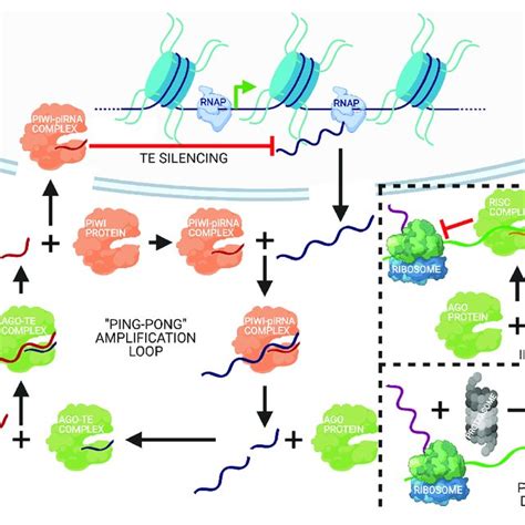 An Integrative Representation Of Post Transcriptional Regulatory