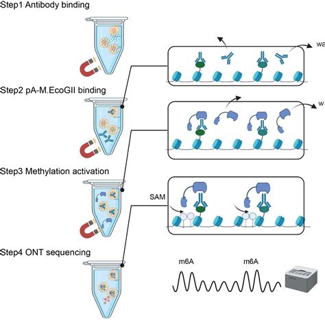 bindandmodify long range single molecule mapping of chromatin